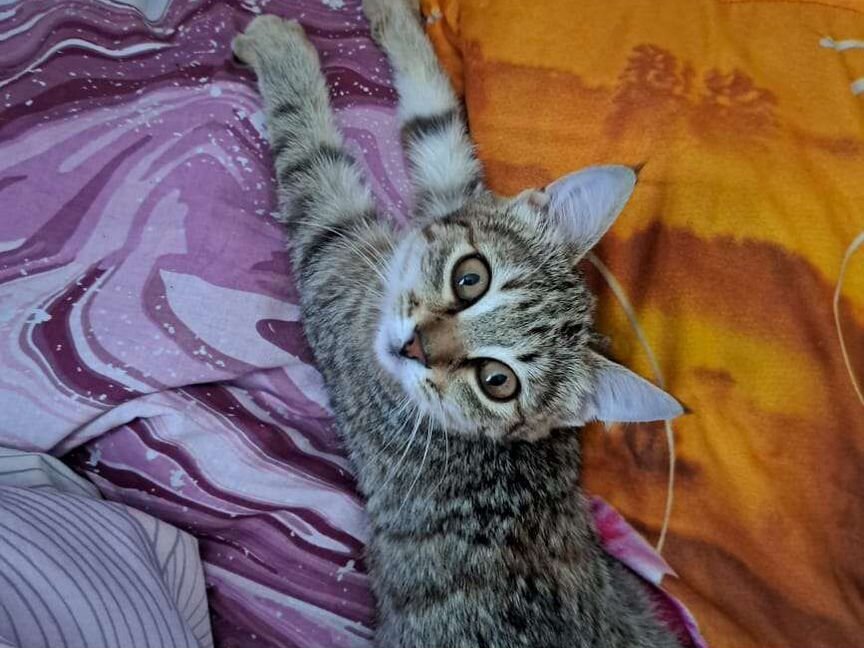 Котёнок девочка