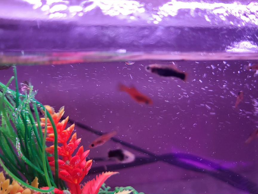 Мальки меченосцев