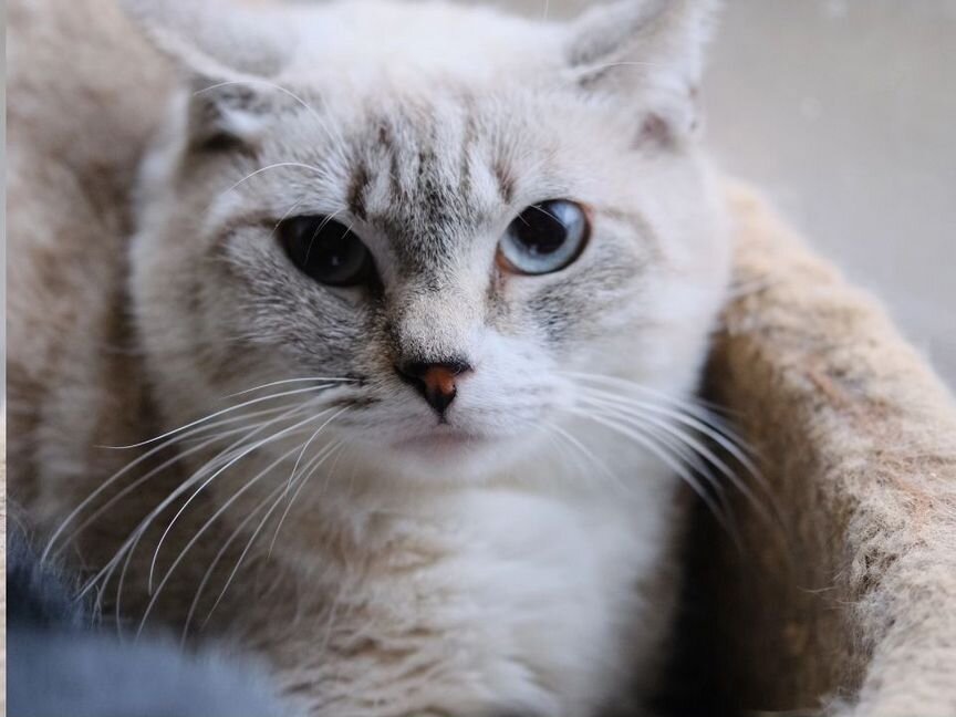 Кошка Симка