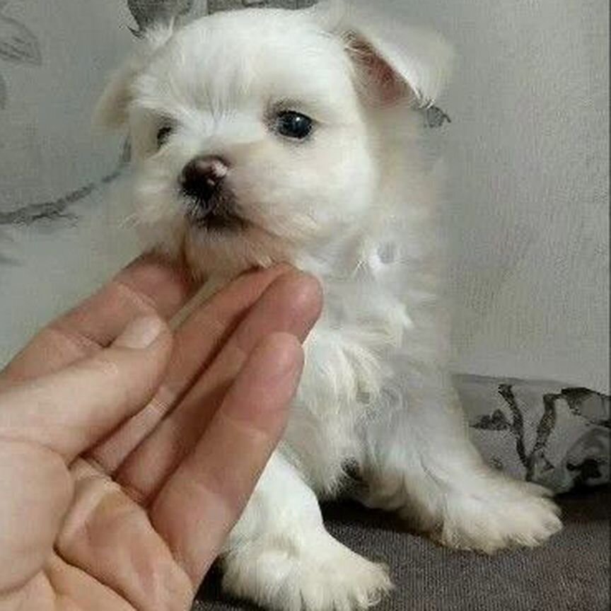 Мальтийская болонка, щенок