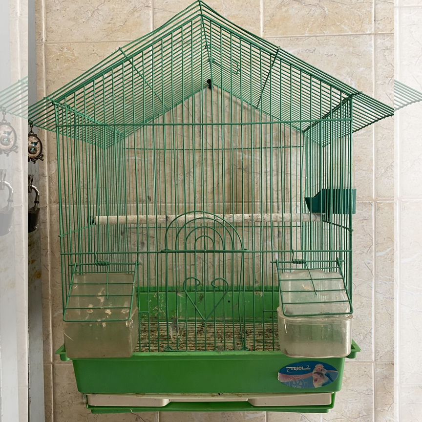 Попугай, канарека