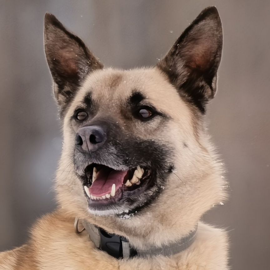 Взрослый пёс в добрые руки