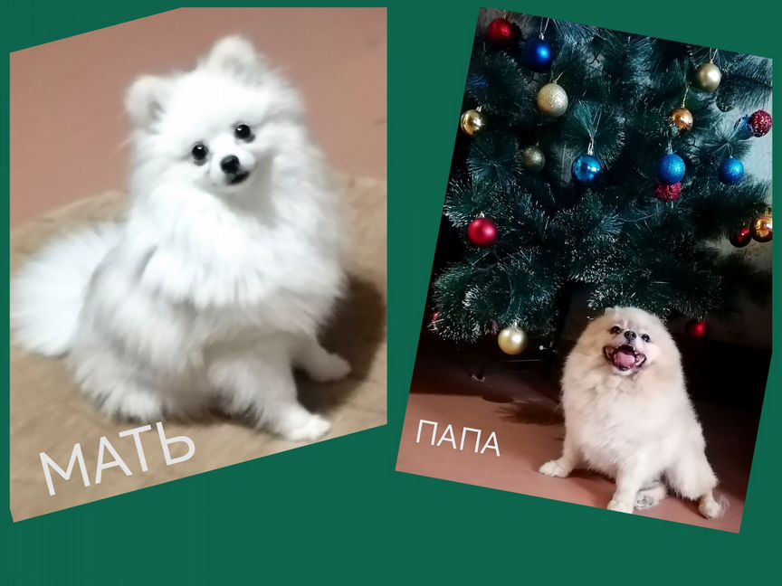 Немецкий шпиц мини