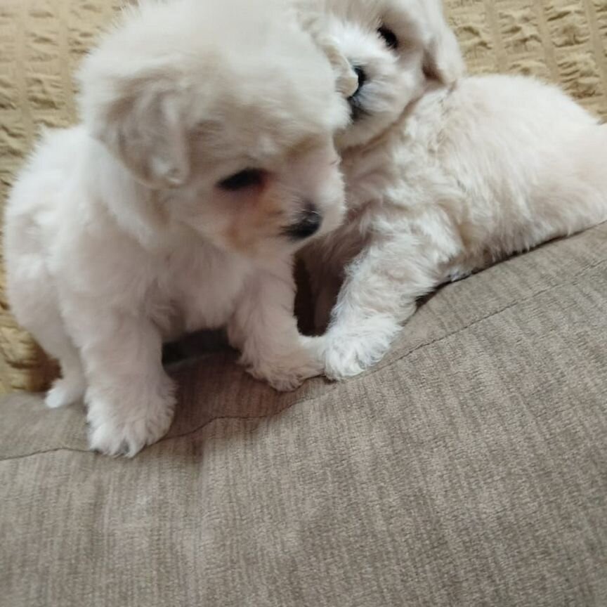 Мальтийская Болонка