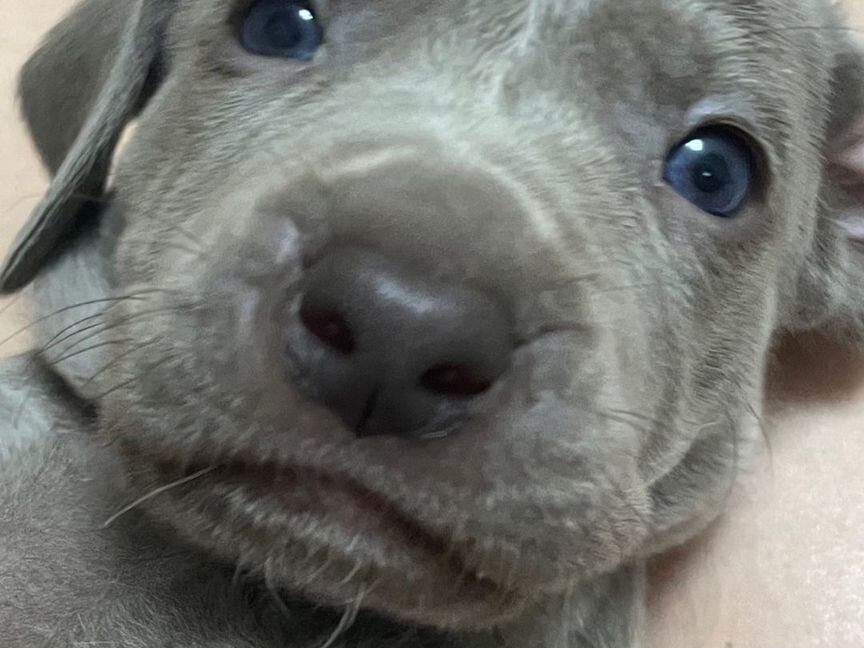 Веймаранер щенки