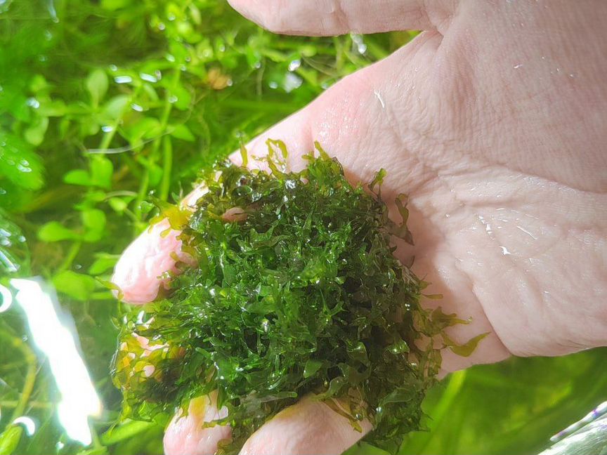 Прополка: ломариопсис линеата