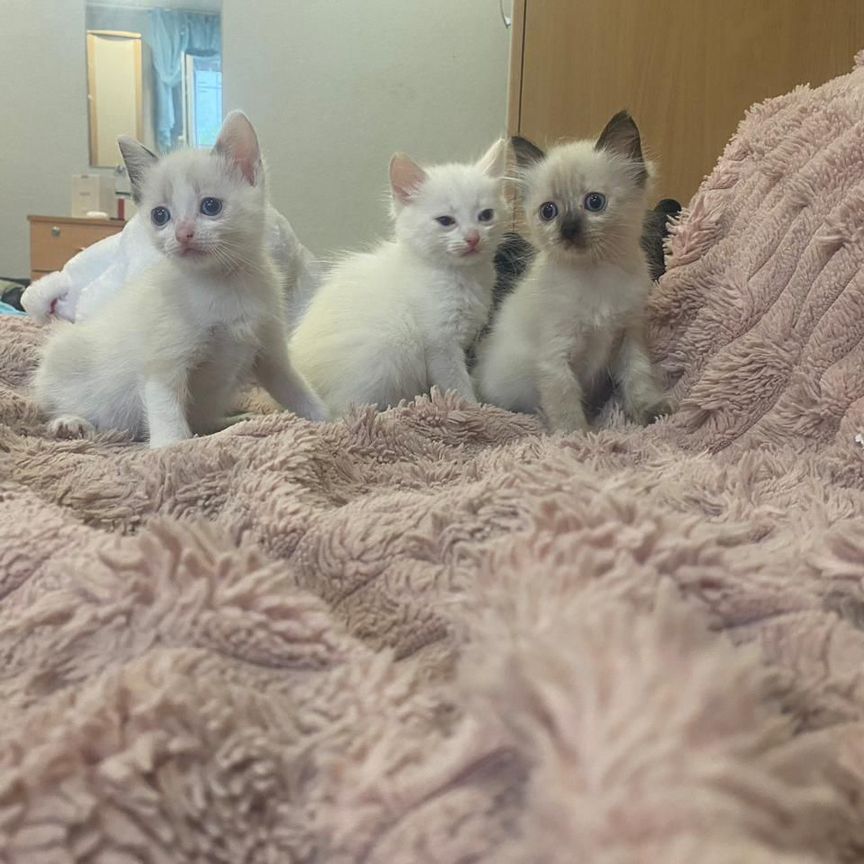 Отдам бесплатно