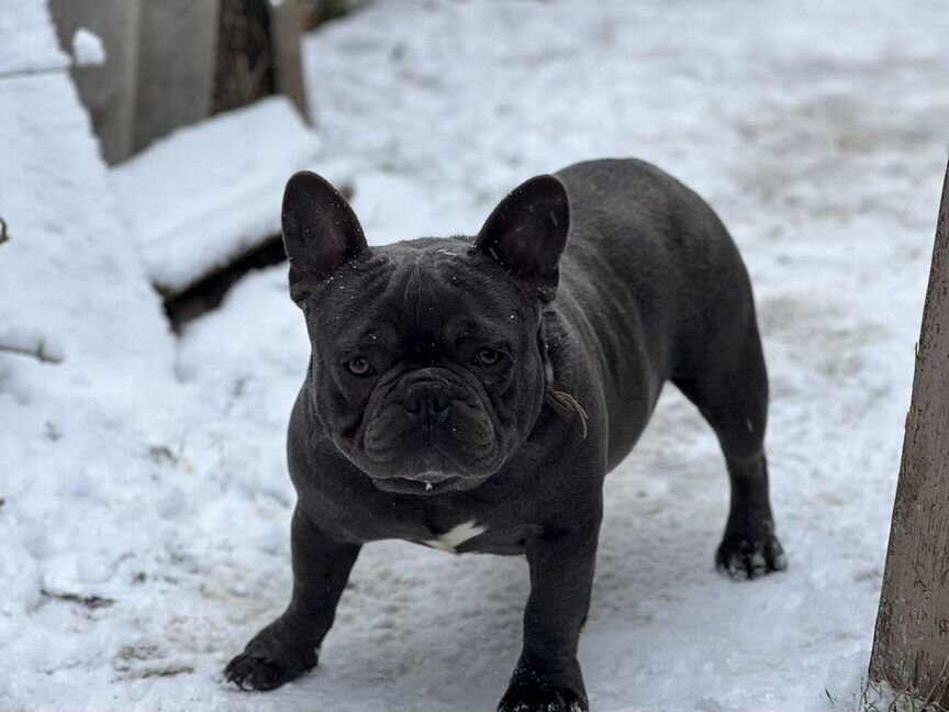 Шикарный француз,вязка