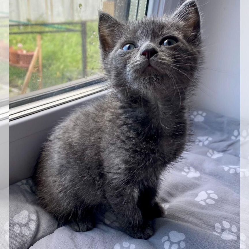 Котенок девочка