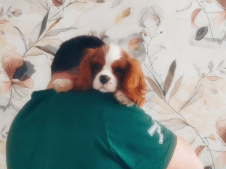 Кавалерчик мальчик РКФ