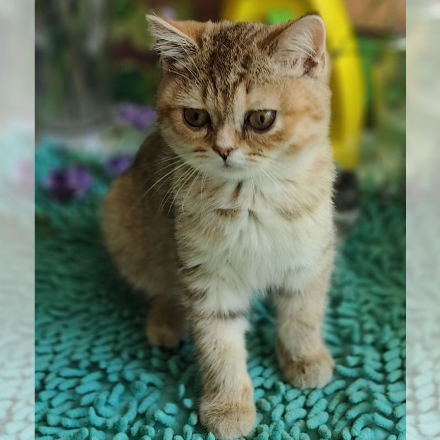 Шотладский котенок страйт, девочка