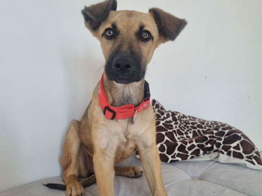 Собака в добрые руки отдам бесплатно