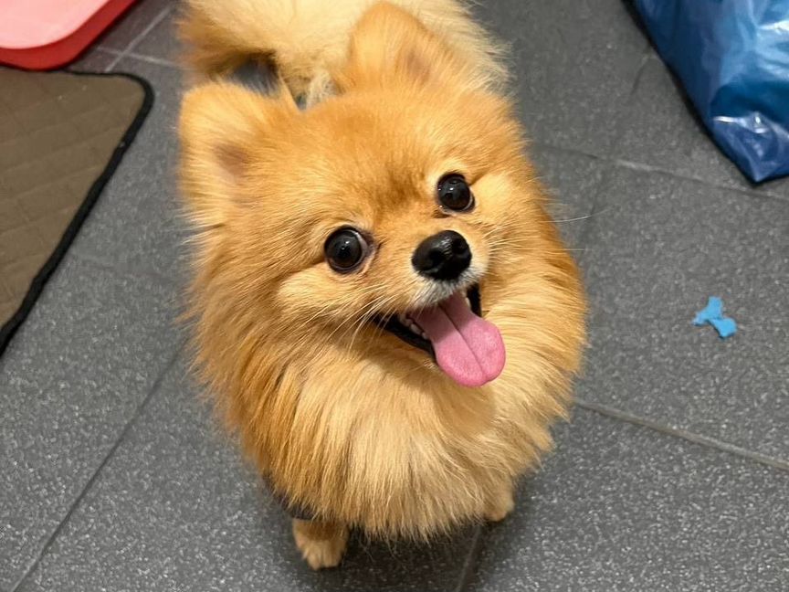 Померанский шпиц мальчик 1 год