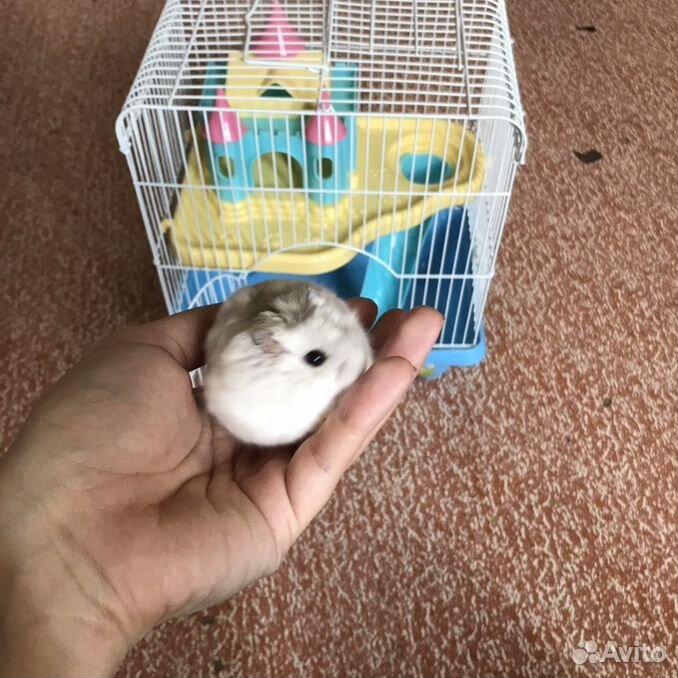 Джунгарский хомяк с клеткой