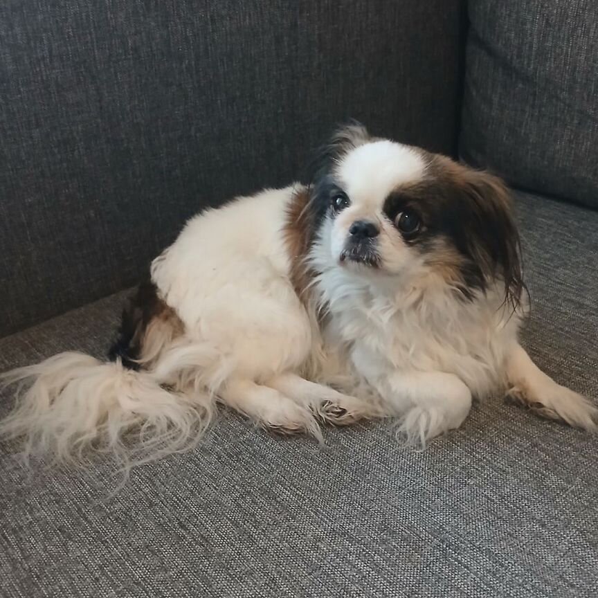 Найдена собака порода Пикинес