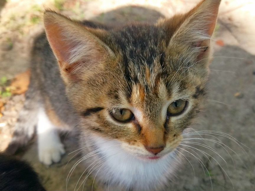 Котёнок в добрые руки