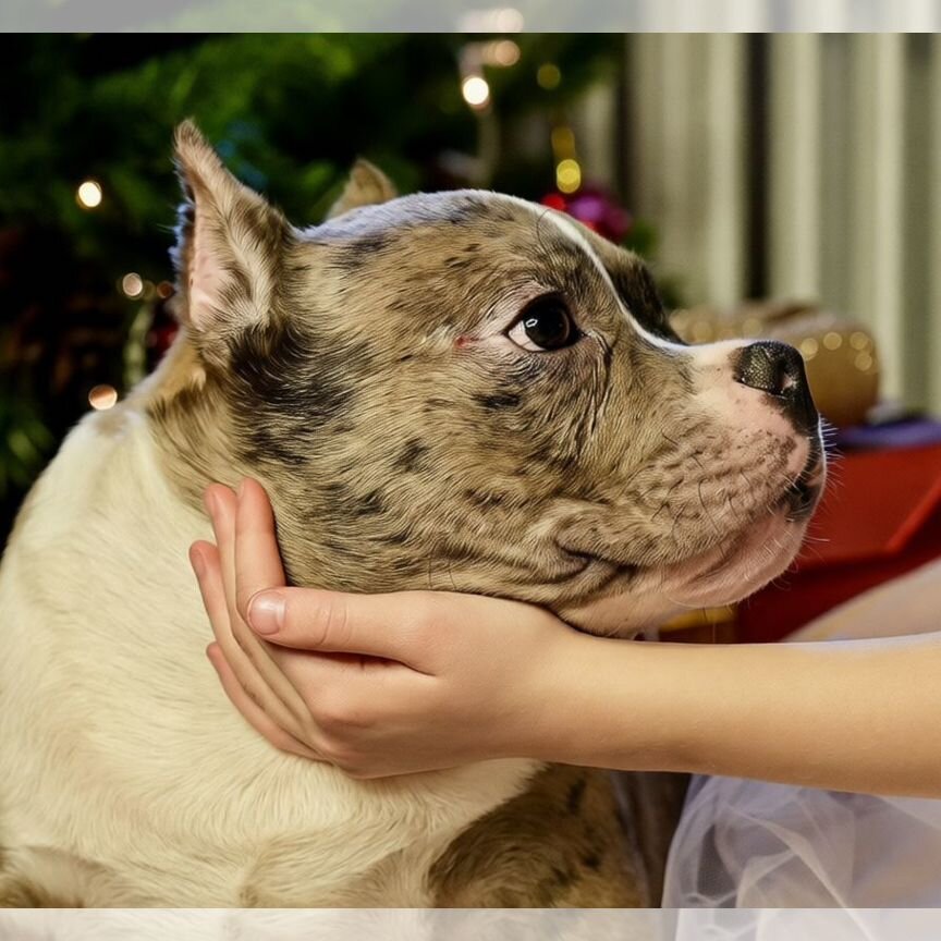 Американский булли, щенок