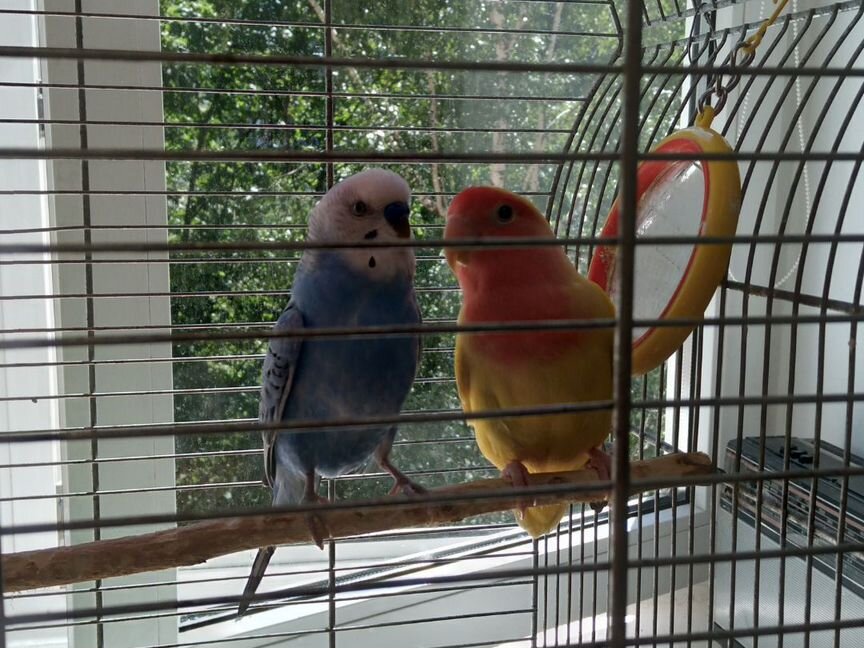 Попугайчики (волнистый и неразлучник )