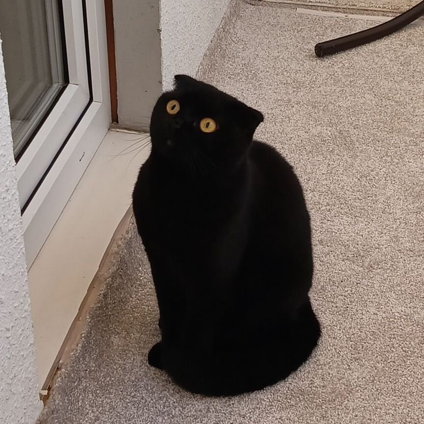 Шотландская вислоухая кошка бесплатно