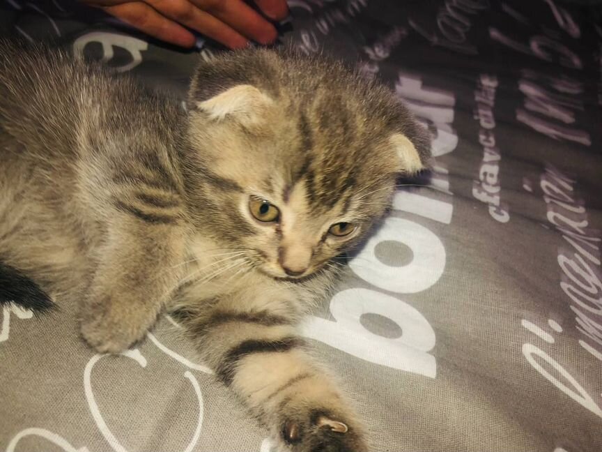 Котята метисы
