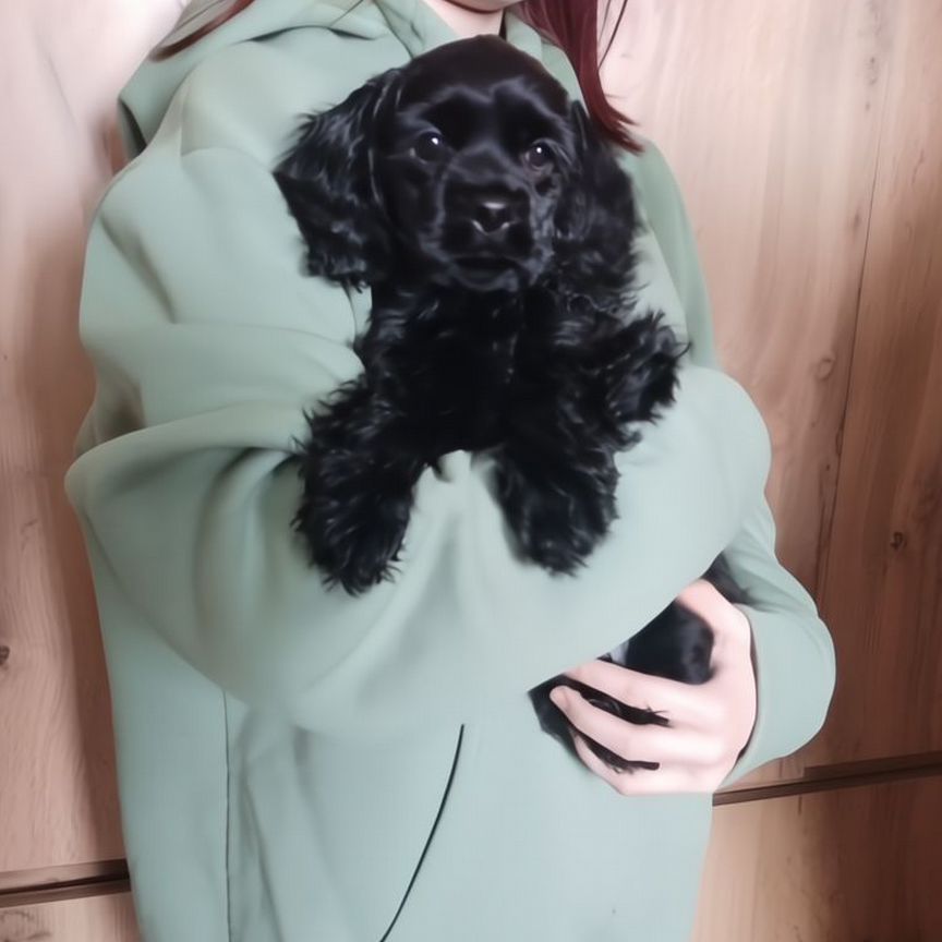 Американский кокер-спаниель, щенок