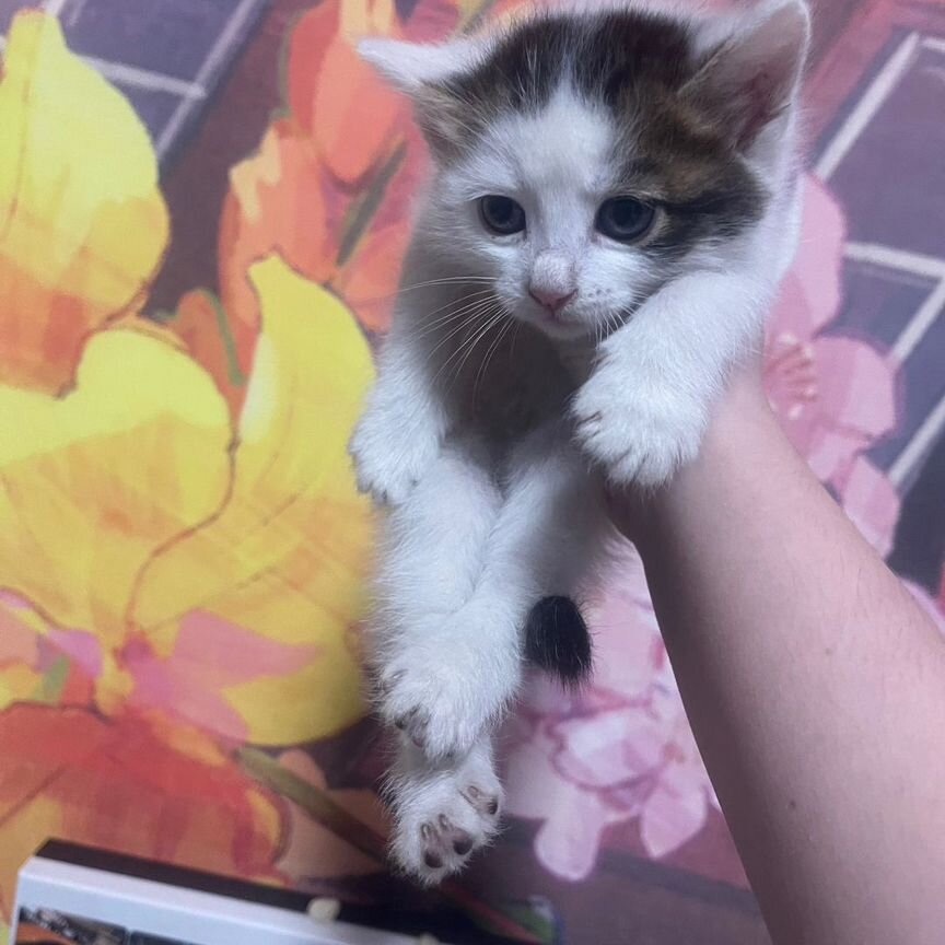 2 девочки в добрые руки