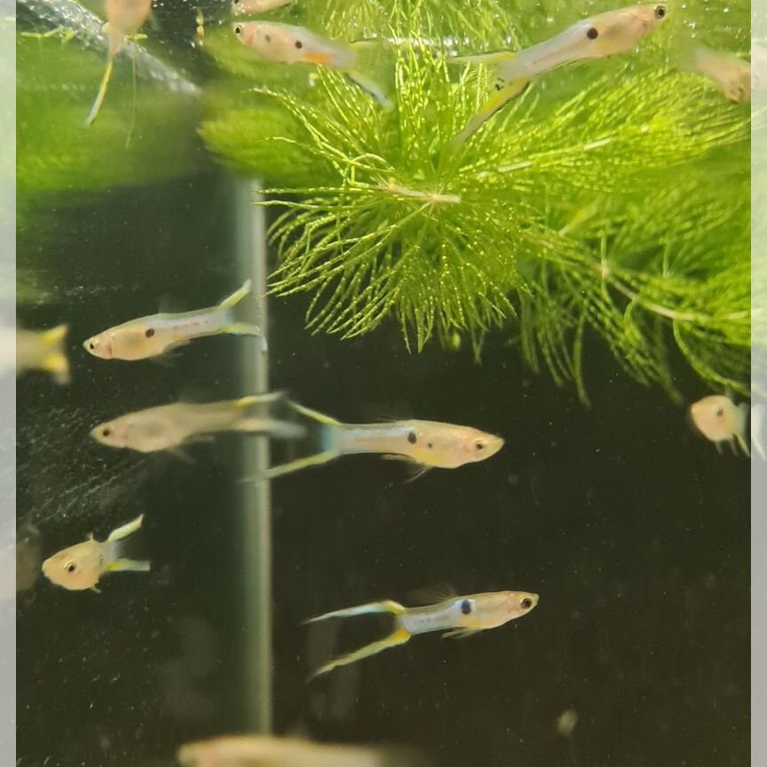 Аквариумные жители