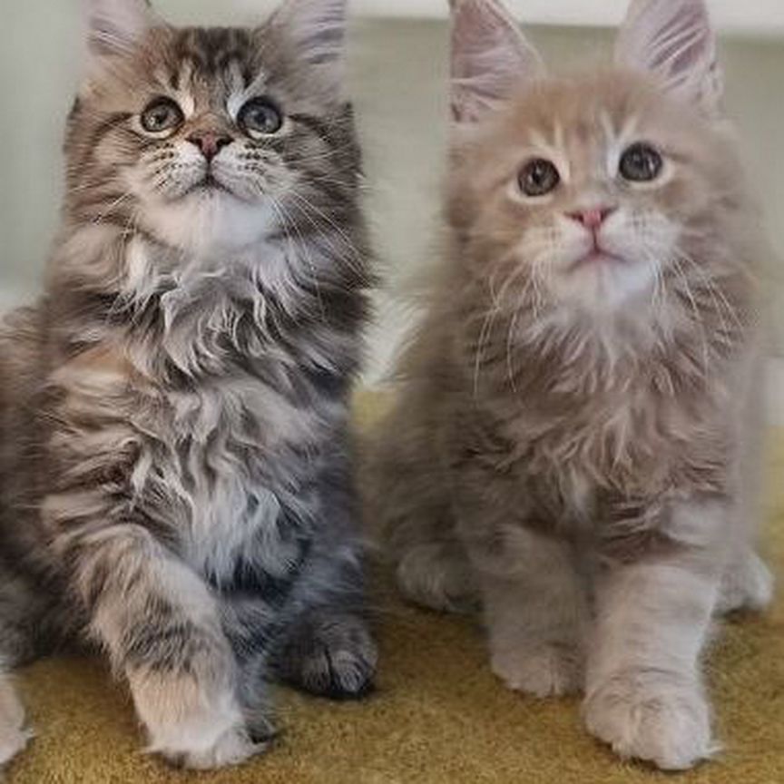 Котята мейн-кун