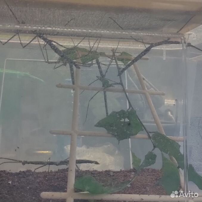 Палочник Анамский