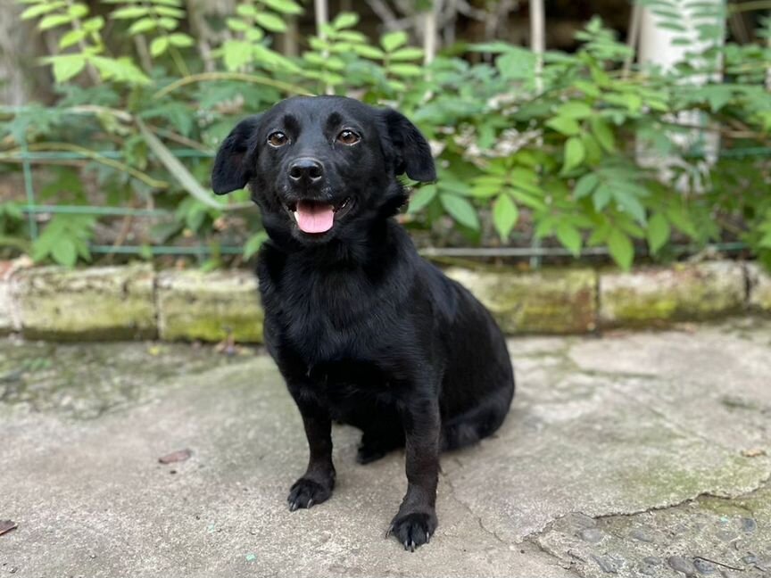 Мелкая девочка в добрые руки