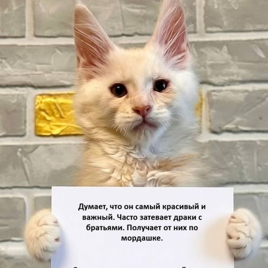 Мейн-кун котёнок