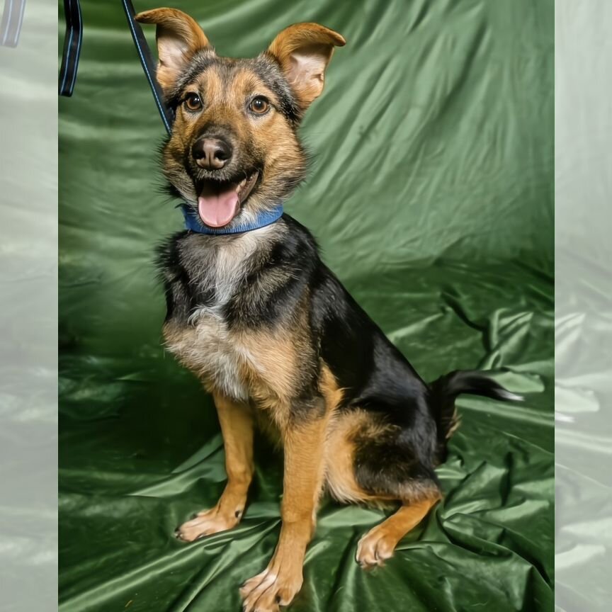 Взрослая собака в добрые руки