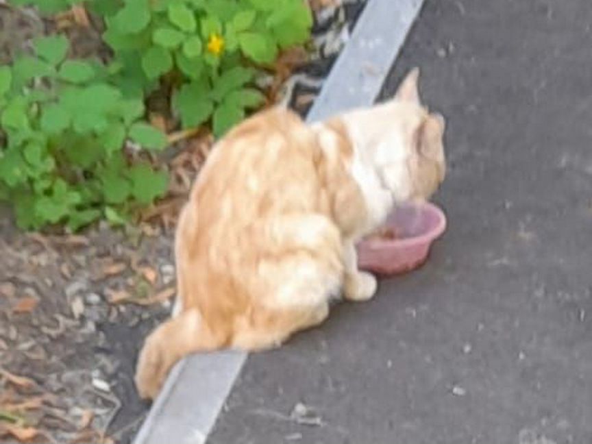 Котик в добрые руки