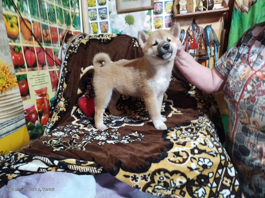 Сиба ину щенок