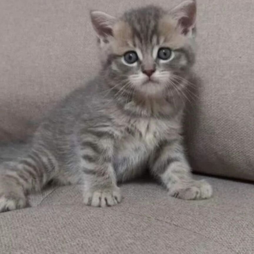 Шотландские мальчишки