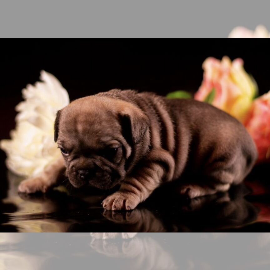 Французский бульдог, щенок