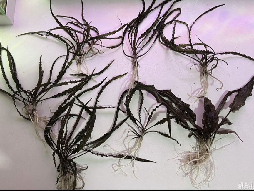 Аквариумные растения.Криптокорина коричневая