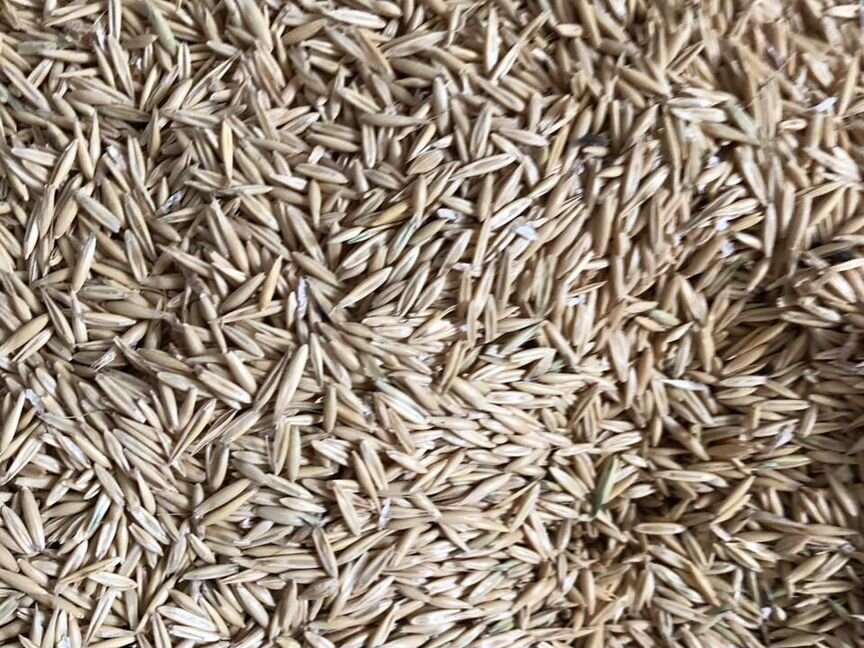 Овес - остаток (2 мешка)