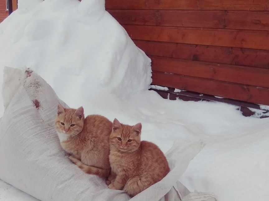 Котики бесплатно в добрые руки