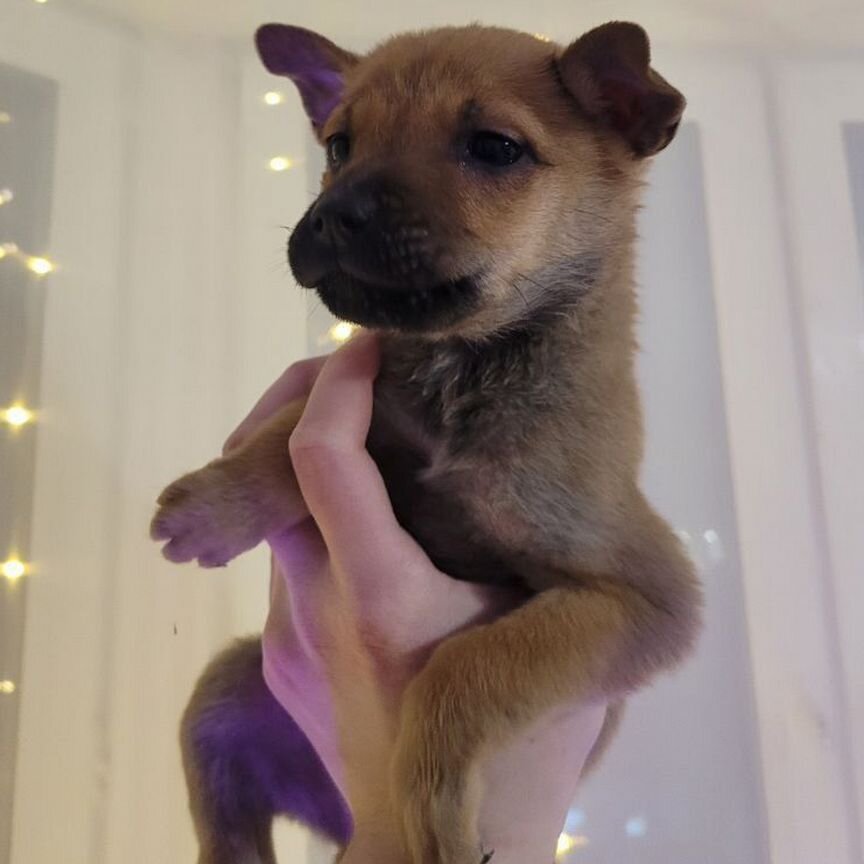 Шарпей, щенок