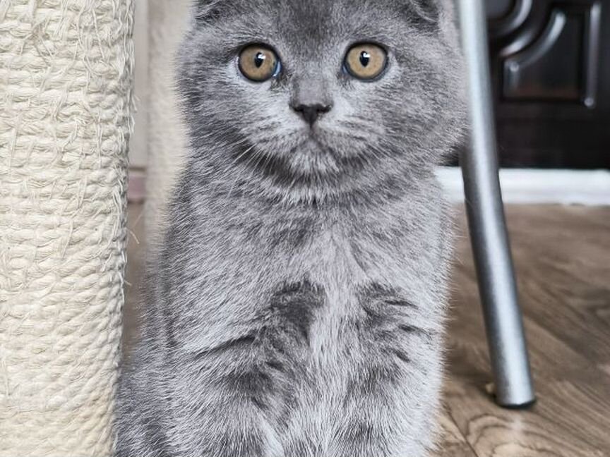 Шотландская