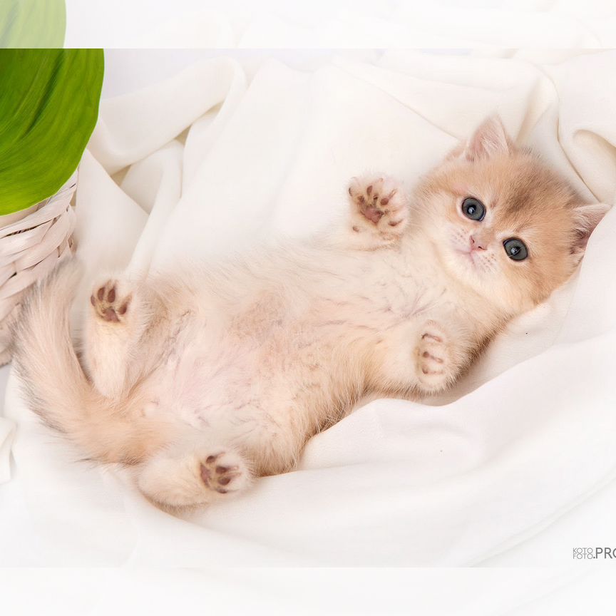 Британский короткошёрстный котёнок