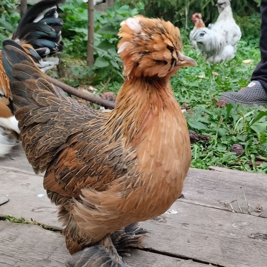 Алтайская бентамка карликовая