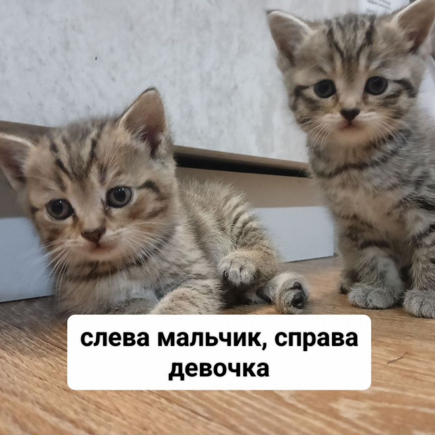 Отдам в хорошие руки