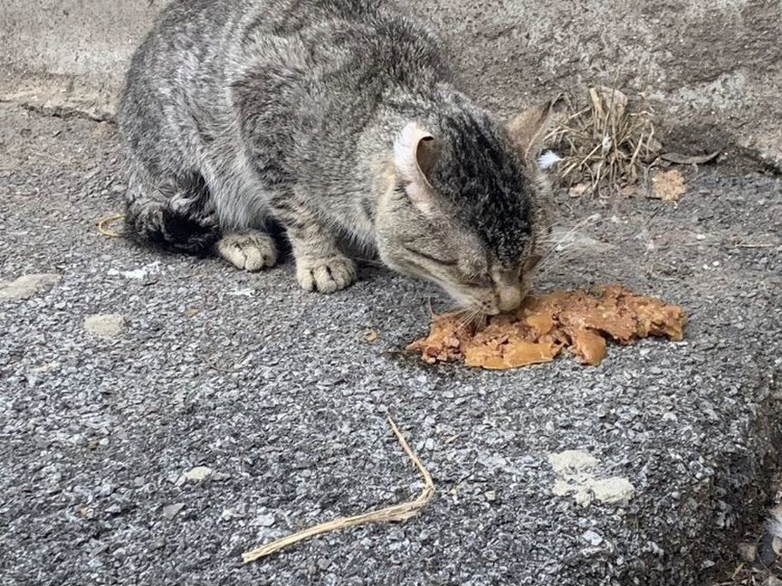 Душечка в добрые руки