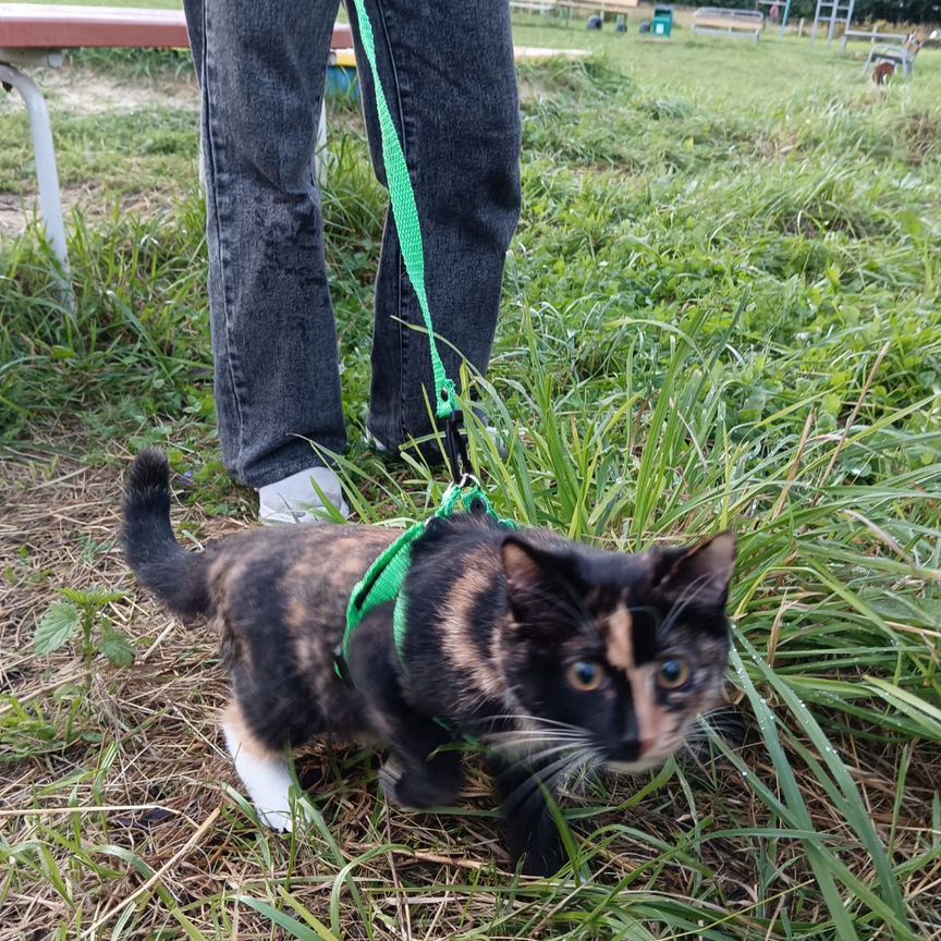 Ищем кота для вязки