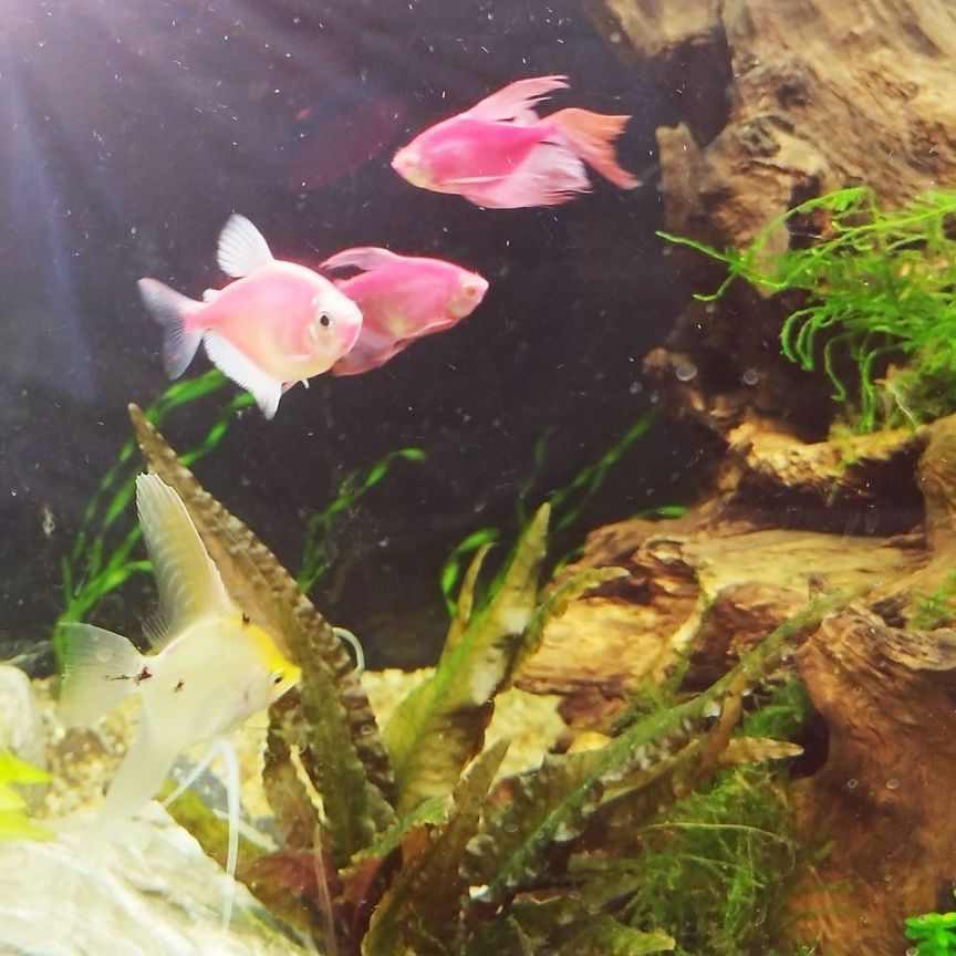 Рыбки тернеции