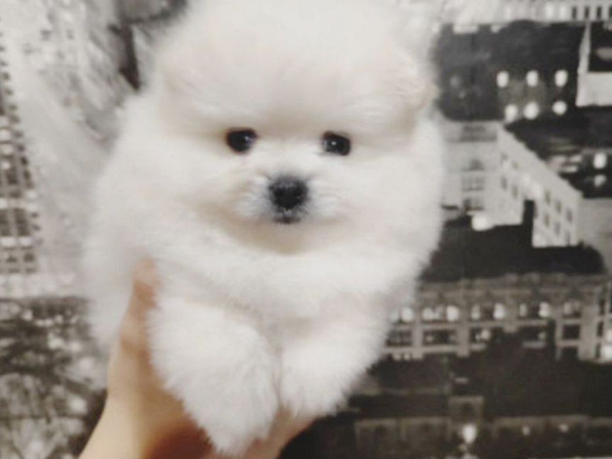 Щенки померашки