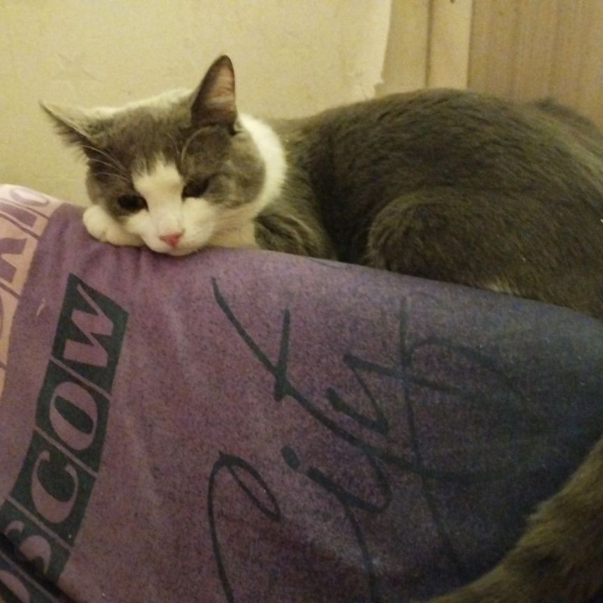 Отдам в добрые руки котенок кот