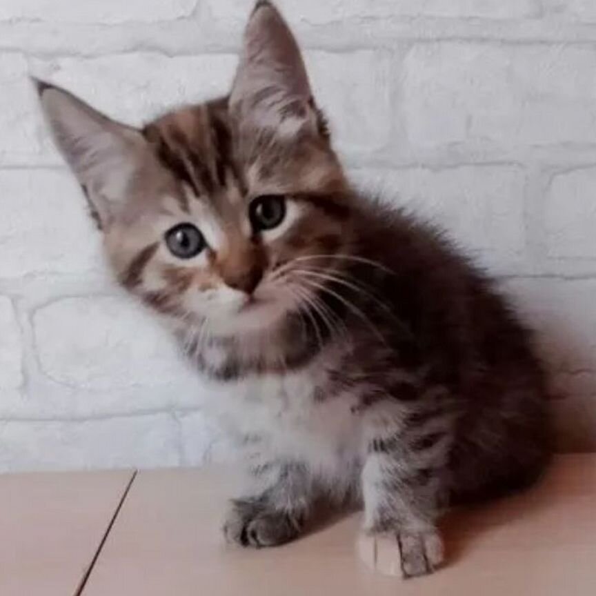 Мейн-кун котёнок